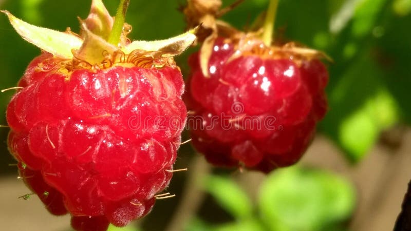 There are Two Raspberries Hanging from the Branch of a Tree Stock Photo ...