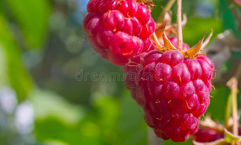 Raspberries in the Garden on the Branches of a Bush. Stock Photo ...