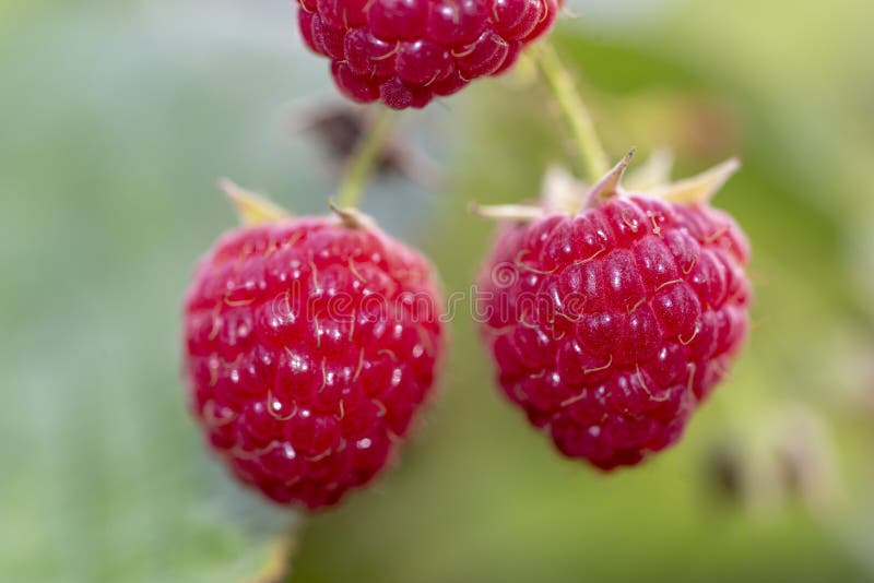 Two ripe raspberries stock image. Image of berry, season - 127084643