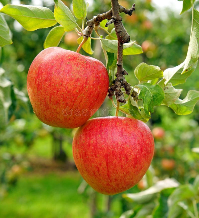 Pair Of Apples On Tree Outdoors Stock Image - Image of mature, grass ...