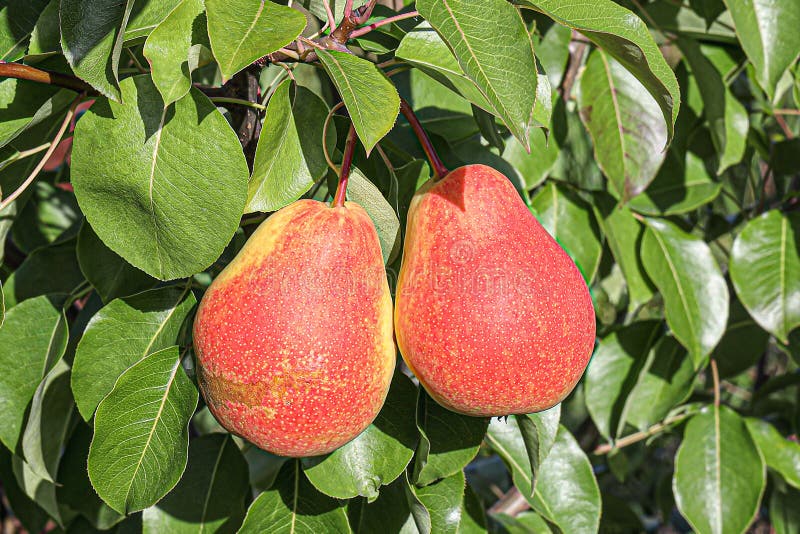 Two Ripe Red Pears on the Tree Stock Image - Image of juicy, growth ...