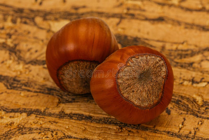 Two Ripe Tasty Whole Hazelnut Stock Photo - Image of healthy, isolated ...