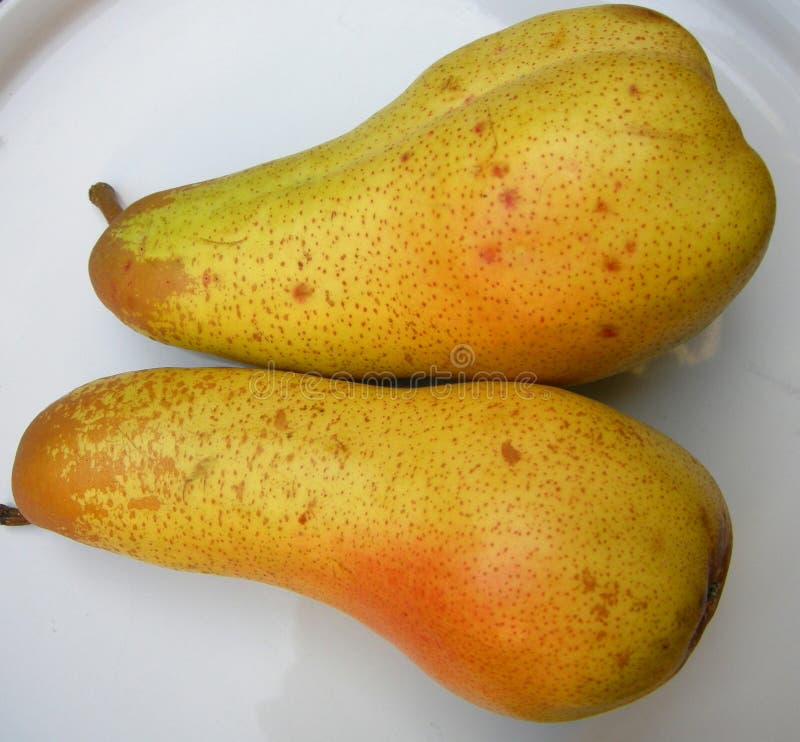 Yellow pears on pear tree stock image. Image of pears - 21001131