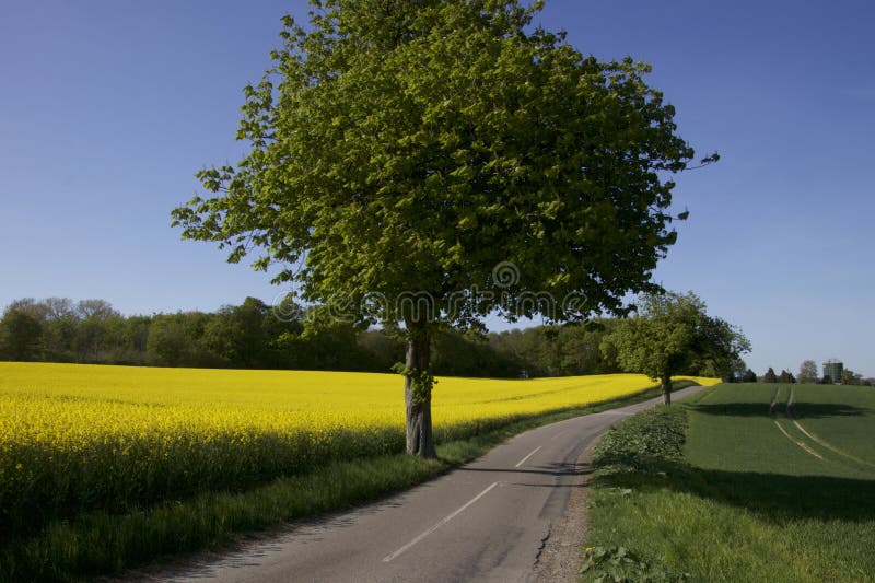Two Roads To the End of the Spring Stock Image - Image of sunlight ...