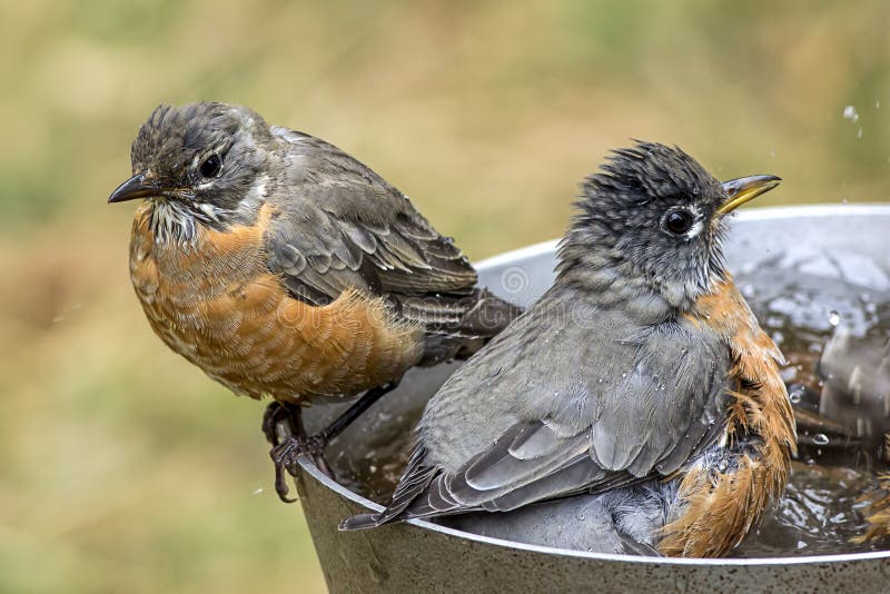 Two Robins in a bird bath. stock image. Image of nature - 99830561