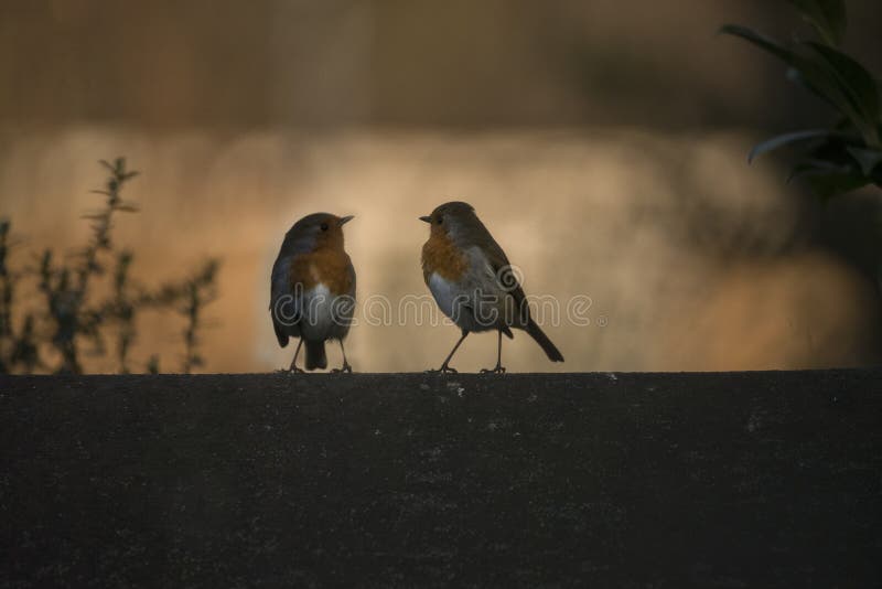 Two robins stock image. Image of blackbird, sunrise - 108688615