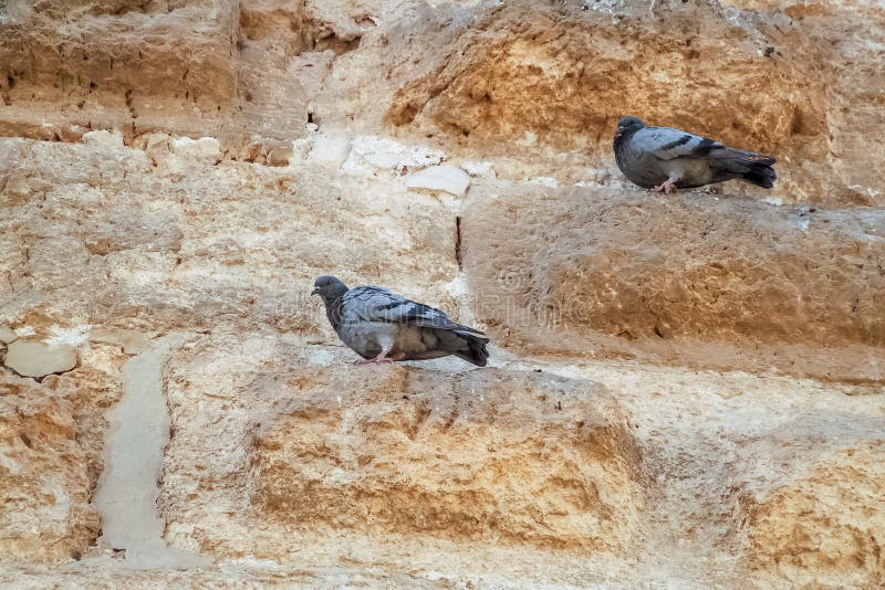 Two Rock Pigeons Hanging on Ancient Wall of Tower of David Stock Photo ...