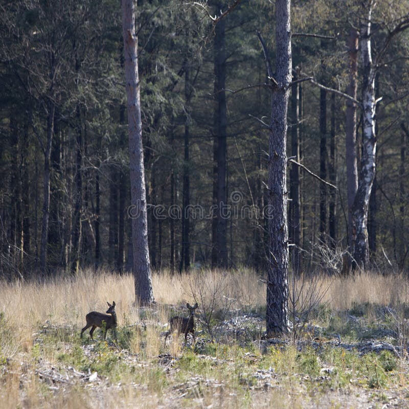 Two Roe Deer in Early Spring Forest with Pricked Ears Stock Image ...