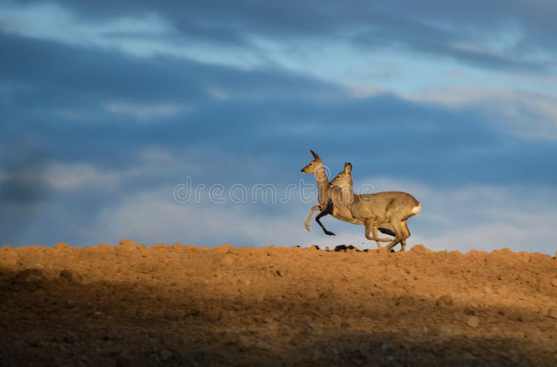 Roe deer run stock image. Image of bone, animal, beaver - 180801423