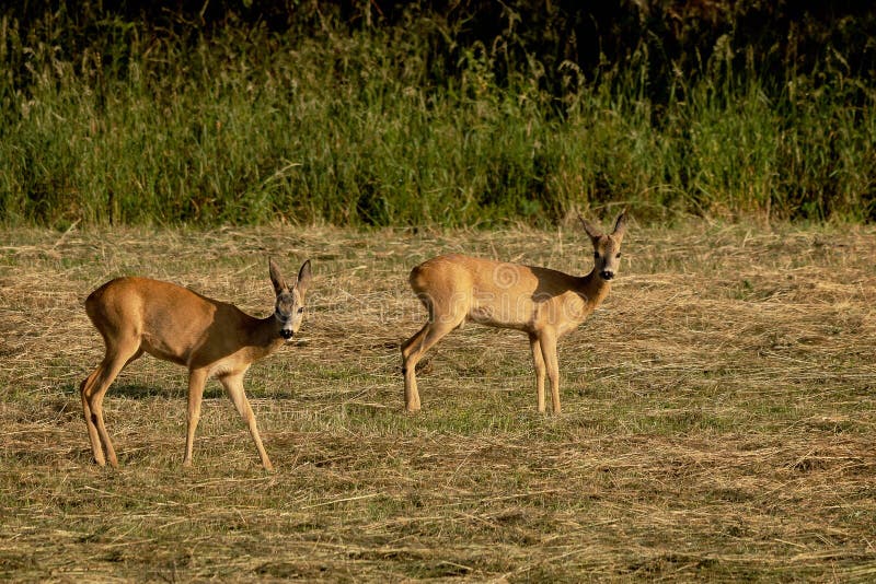 Two roebucks. stock image. Image of wild, roebucks, fauna - 138054713