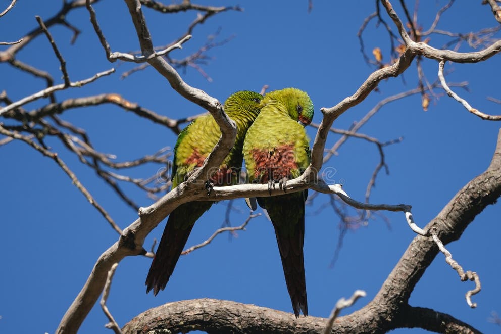 Two Romantic Choroy Parakeets Perch Closely Together Stock Image ...