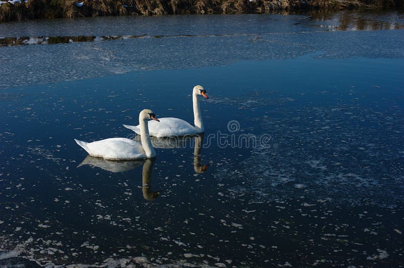 Two romantic swans stock photo. Image of peace, frosty - 12908814