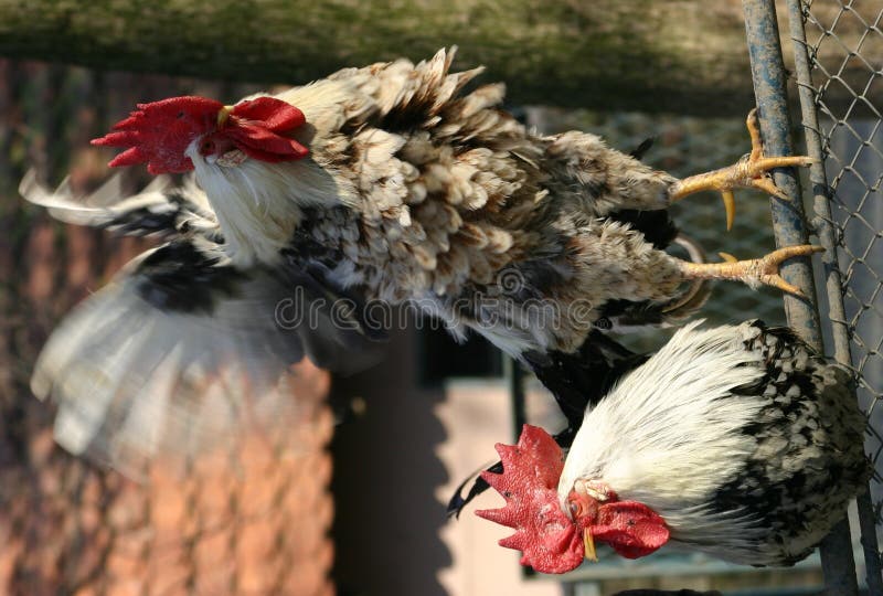 Rooster Stretching a Leg and Wing Stock Image - Image of male, feathers ...