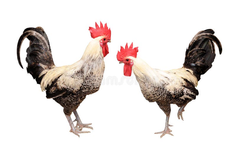 Two Roosters Singing at a Microphone, Isolated Stock Photo - Image of ...