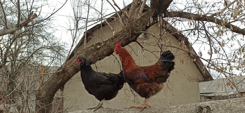 Two roosters on the fence stock image. Image of wing - 270987241