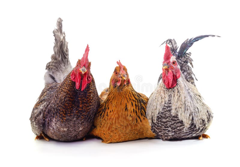 181 Two Roosters Hen Stock Photos - Free & Royalty-Free Stock Photos ...