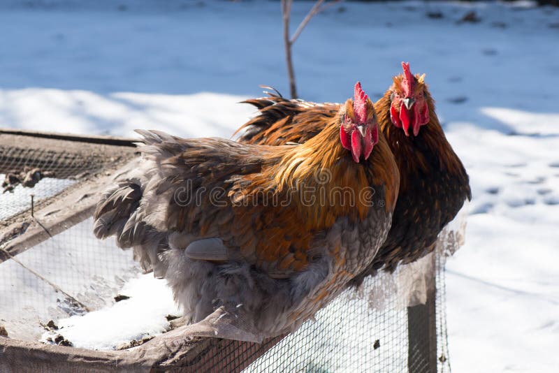 Two Roosters Sitting on a Perch in the Snow, Close-up Looking at the ...