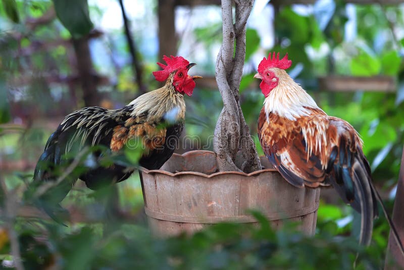 Two Roosters Sitting in the Pot Stock Image - Image of wallpaper ...