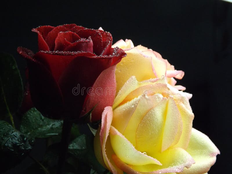 Two rose stock image. Image of rose, smile, love, falling - 62226401