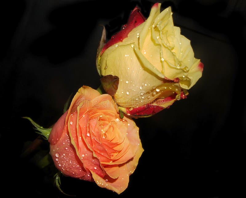 Two rose stock photo. Image of rose, close, color, purple - 71994484