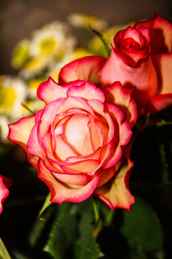 Two Rosebuds of Bright Pink Stock Photo - Image of floral, pink: 147752620