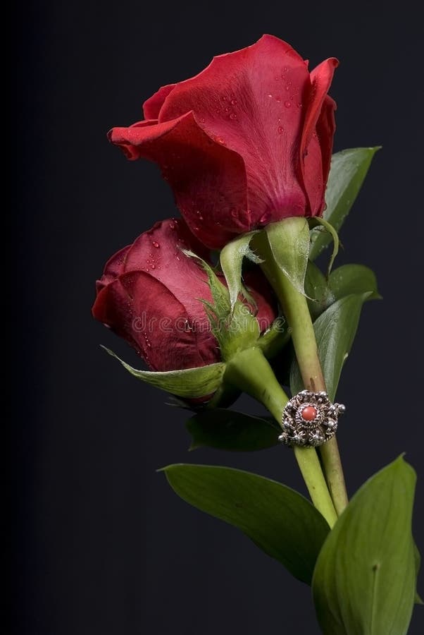 Two Roses Picture. Image: 17796747