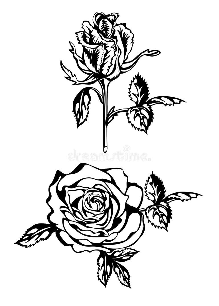 Two Roses Stock Illustrations – 15,529 Two Roses Stock Illustrations ...