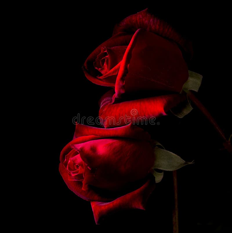 Two Roses stock image. Image of passion, elegant, beauty - 25230065