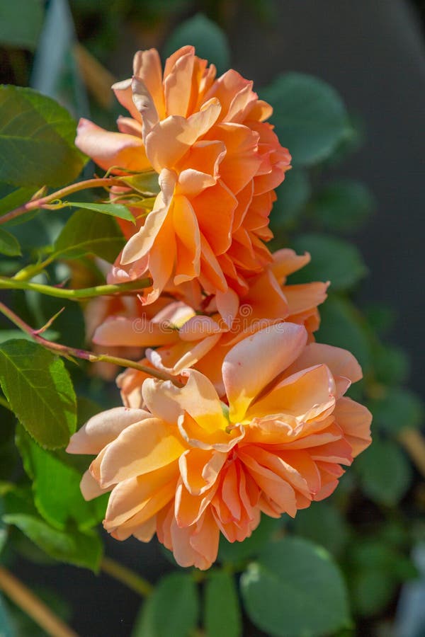 Two Roses Blooming in Apricot and Orange Stock Photo - Image of garden ...