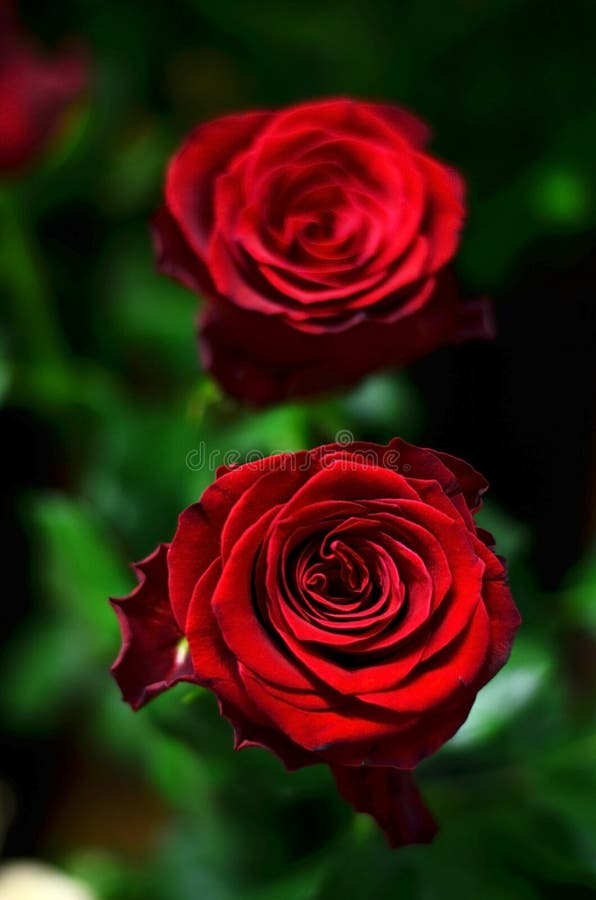 Two roses stock photo. Image of flowering, plant, roses - 60063110