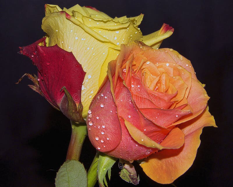 Two roses stock image. Image of flowers, multicolored - 83546231