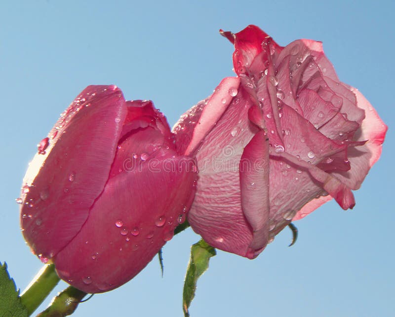 Two roses stock image. Image of summer, green, beauty - 83548445