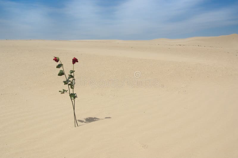 Two roses in the desert stock image. Image of sand, love - 9713671
