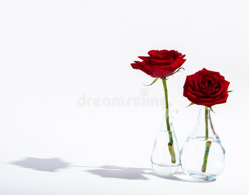Two Roses in Glass Vases Under Bright Sunlight Stock Image - Image of ...