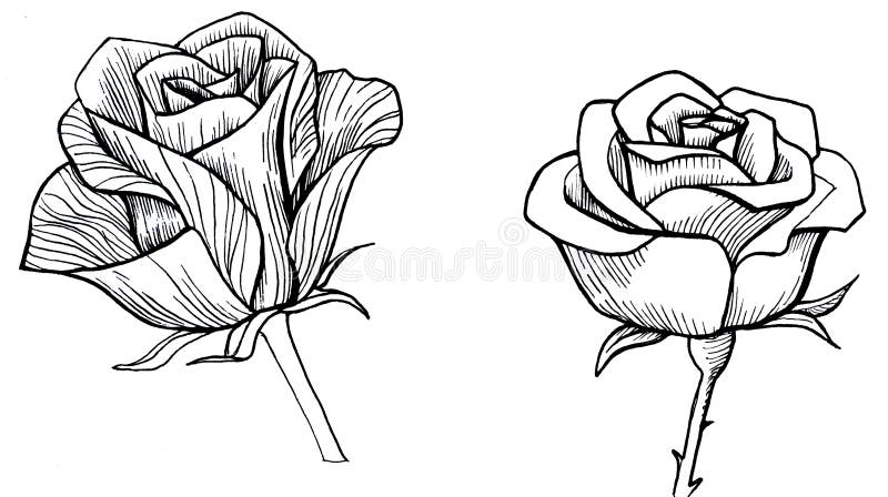 Two Roses Stock Illustrations – 1,682 Two Roses Stock Illustrations ...