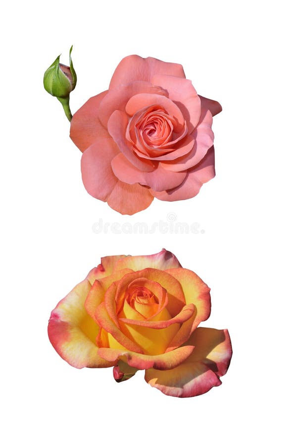 Two Red Roses Rose Garden Stock Illustrations – 79 Two Red Roses Rose ...