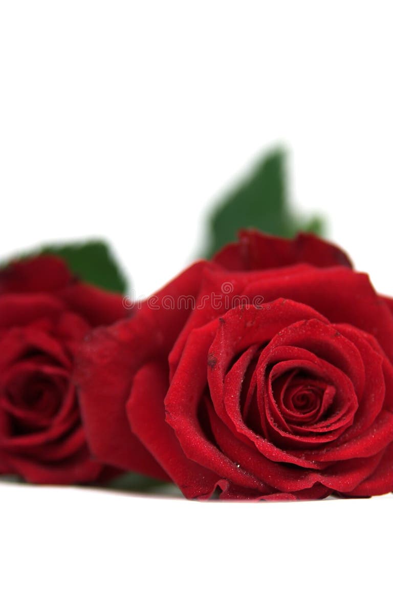 Flower Bouquet Laying Down Stock Photos - Free & Royalty-Free Stock ...