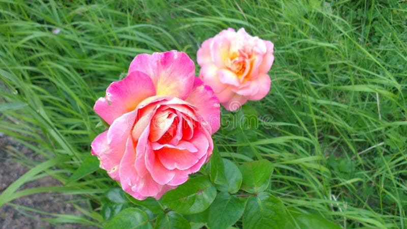 Two Roses stock photo. Image of beautiful, roses, pink - 77164318