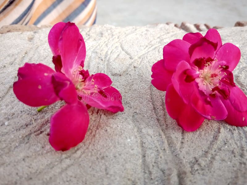 Two Roses Lying on the Wall Very Beautiful Scene Stock Photo - Image of ...