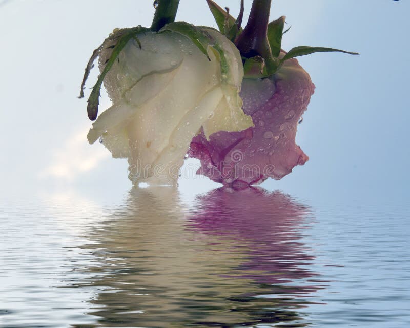 Two roses stock photo. Image of black, digital, reflections - 79876152