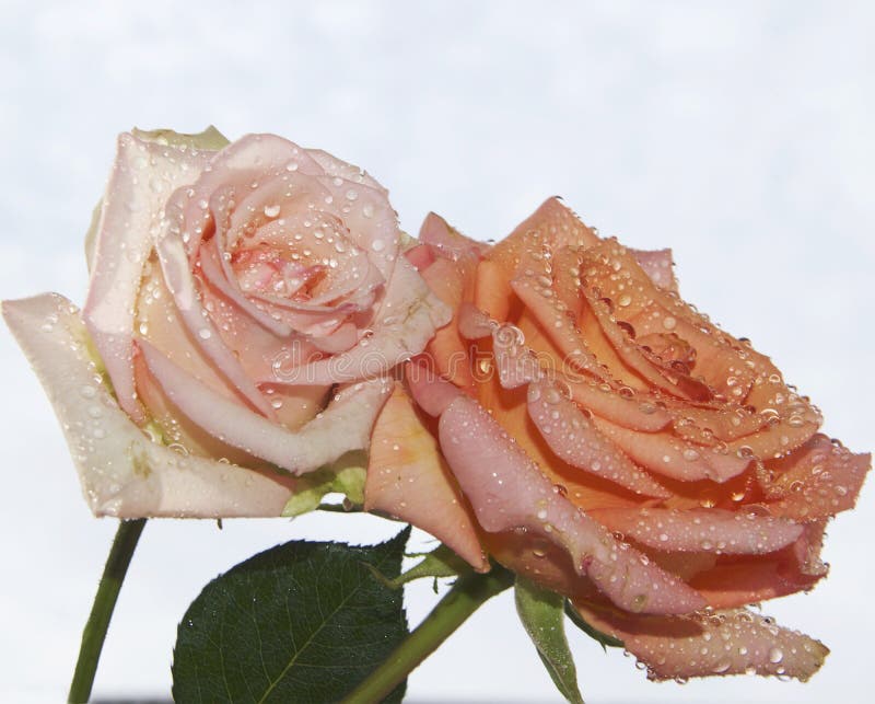 Two roses stock image. Image of garden, nice, gazanias - 73291947