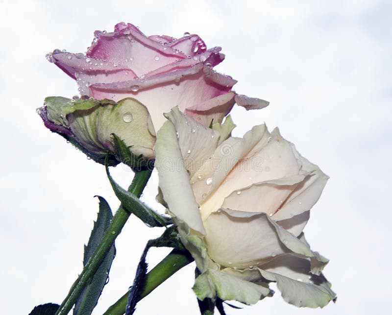 Two roses stock image. Image of rose, beautiful, color - 73293233