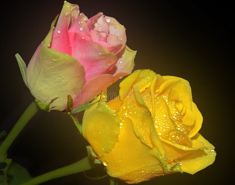 Two roses stock photo. Image of multicolor, green, fractal - 79190032