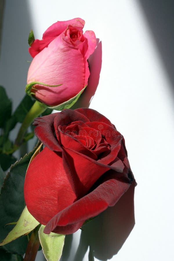 Two roses - red and pink stock image. Image of bloom, valentine - 4533019