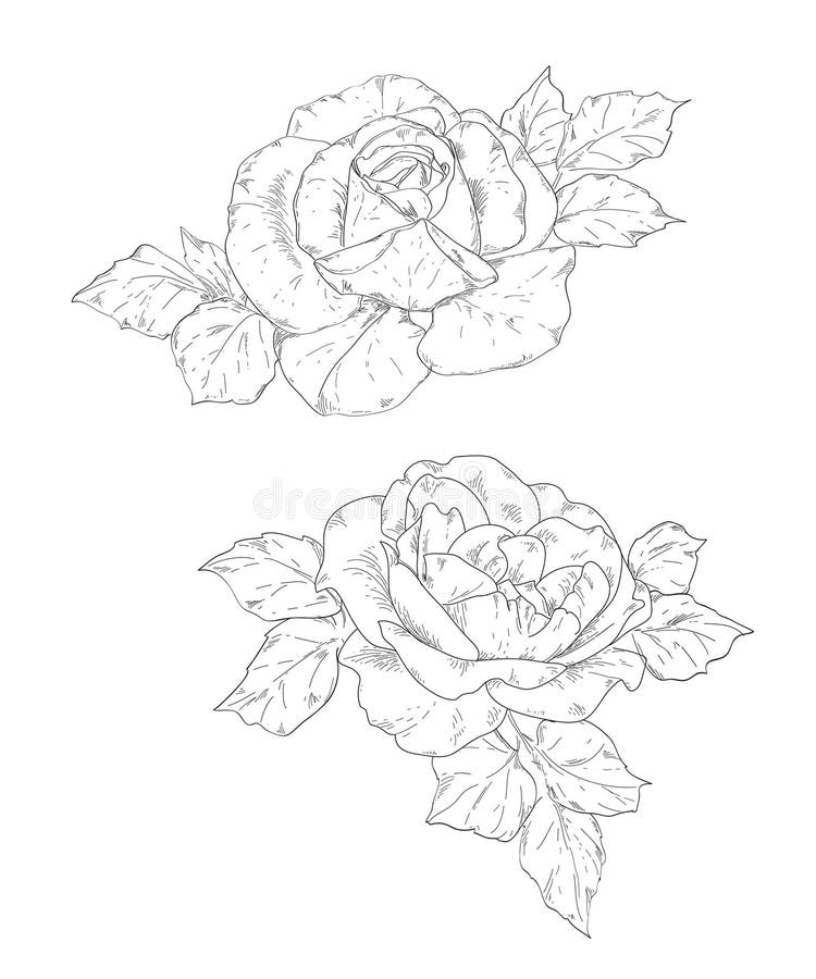 Hand Sketch Two Roses Stock Illustrations – 101 Hand Sketch Two Roses ...