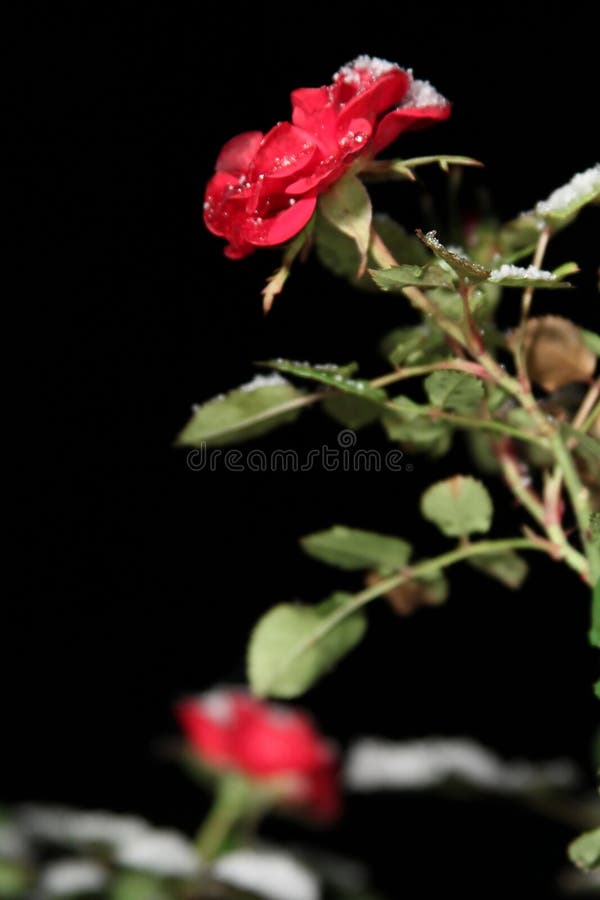 Two Roses in the Snow at Night Stock Image - Image of crystal, nature ...
