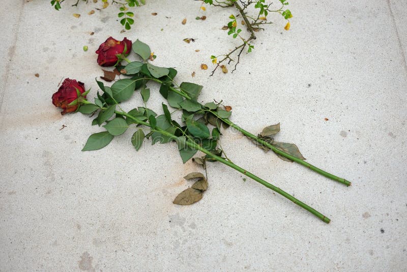 Two roses stock photo. Image of graveyard, burial, tombstone - 72981786