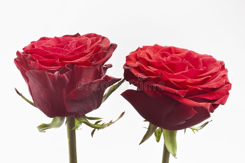 Two roses on white stock photo. Image of pair, abstract - 13696740