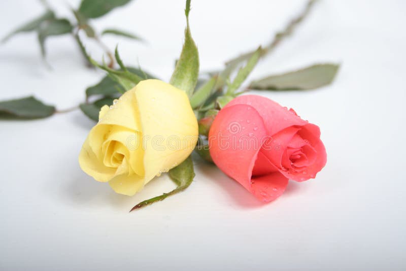 Two roses06 stock photo. Image of offer, present, flowers - 420480