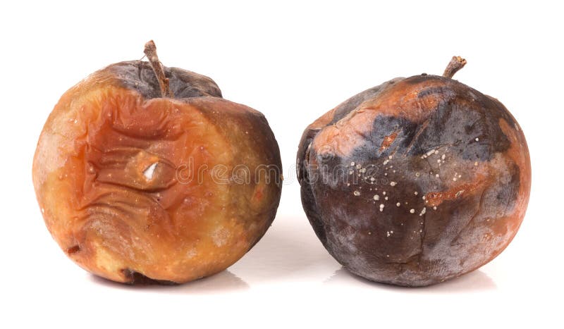 Two Rotten Apple Isolated on a White Background Stock Photo - Image of ...